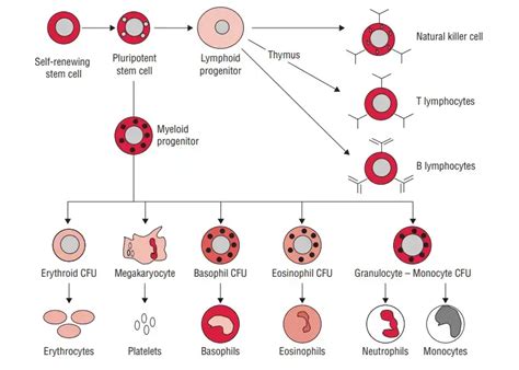 Cells Of Immune System Types And Examples Biology Notes Online