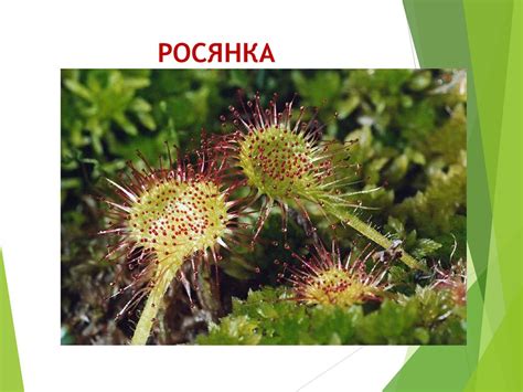 Растения хищники Почему они хищники презентация онлайн