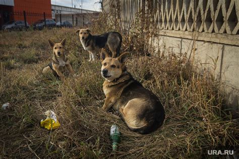 Жители ХМАО могут помочь решить проблему с бродячими животными в регионе УРА РУ Дзен