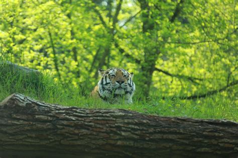 자연 목재 Pixabay의 무료 사진 Pixabay