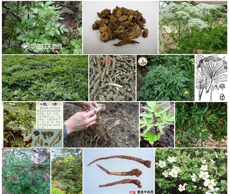 宽叶羌活 Notopterygium forbesii 拉丁名学名属名科名植物生活型图片