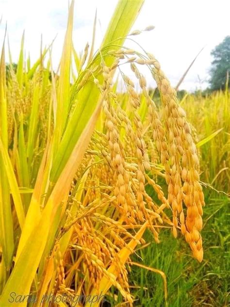 ලස්සන පින්තූර එකතුව ඔයාත් එකතු වෙන්න