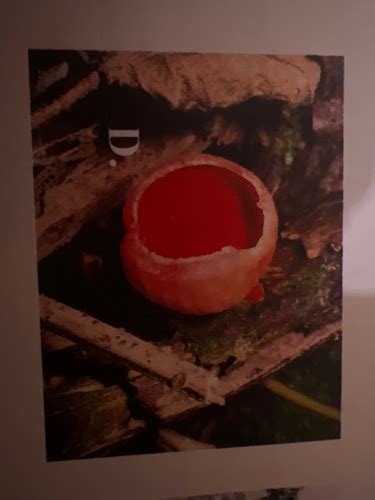 Bio Lab Quizzes Flashcards Quizlet