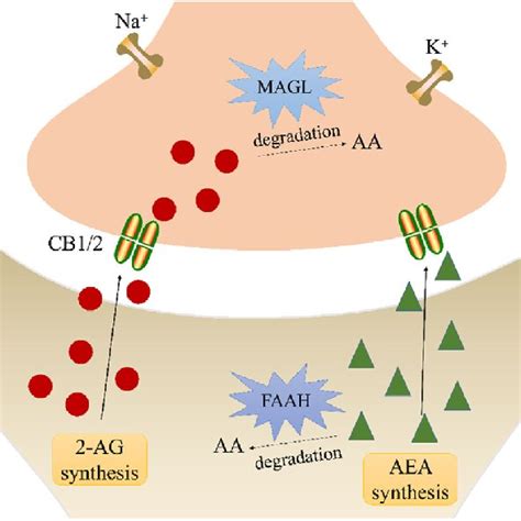 Schematic Of The Endocannabinoid System The Main Endocannabinoids Aea Download Scientific