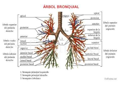 Arbol Bronquial Hola Árbol Bronquial Apical Apical Tráquea