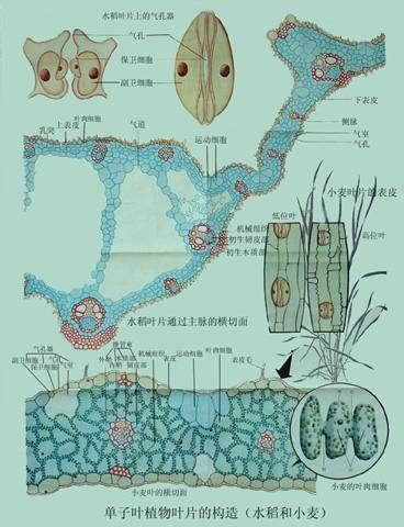 水稻叶横切结构图 图库 五毛网