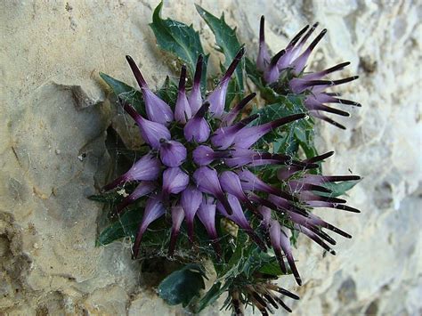 Physoplexis Alchetron The Free Social Encyclopedia