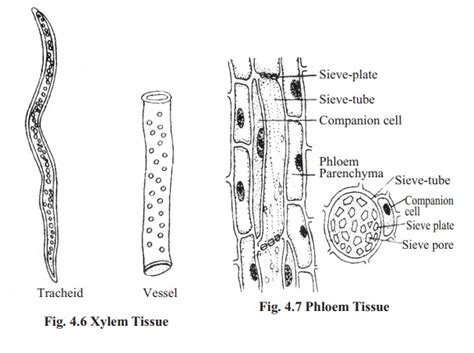 Types Of Complex Permanent Tissue And Its Functions
