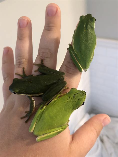 Green Tree Frog Color Variations R Mildlyinteresting