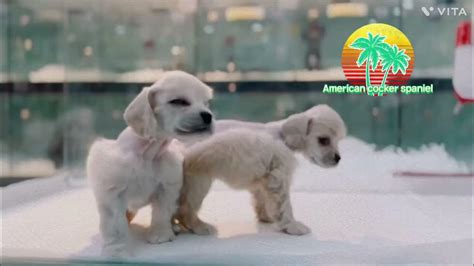 부산강아지분양 아메리칸 코카 스파니엘 공주님 Youtube