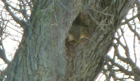 Tree Cavities Good Natured