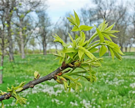 Northern Pecans Bud Break Timing Differs Between Mature And Seedling Trees