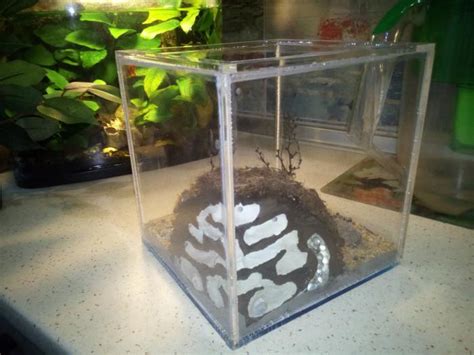 Гипсовый формик + акриловая арена = стилизация под муравейник. | Клуб ...