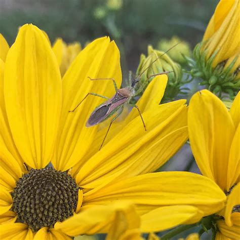 Leafhopper Assassin Bug Zelus Renardii BugGuide Net