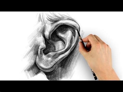 How To Draw Ears Step By Step Drawing Tutorial Drawings