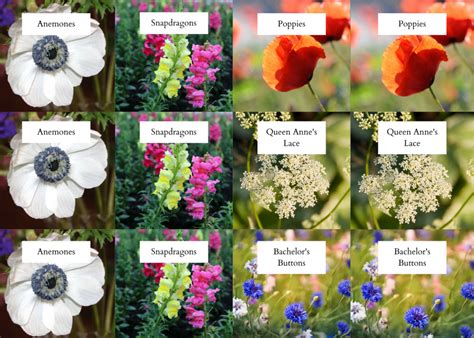 How To Start A Cut Flower Garden For Beginners Artofit