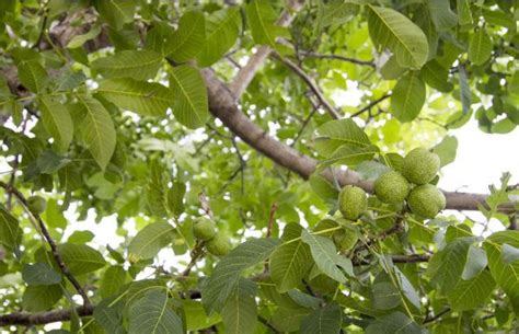 「種」山核桃出致富路 每日頭條