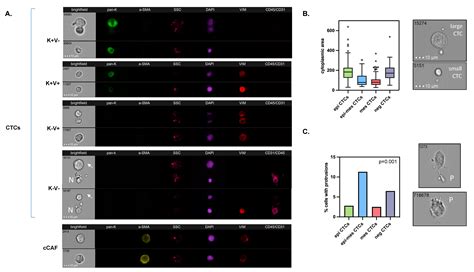 Improved Characterization Of Circulating Tumor Cells And Cancer
