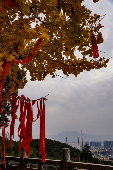 祝福图素材 祝福图模板 祝福图图片免费下载 设图网