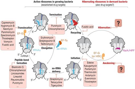 Frontiers Hibernating Ribosomes As Drug Targets