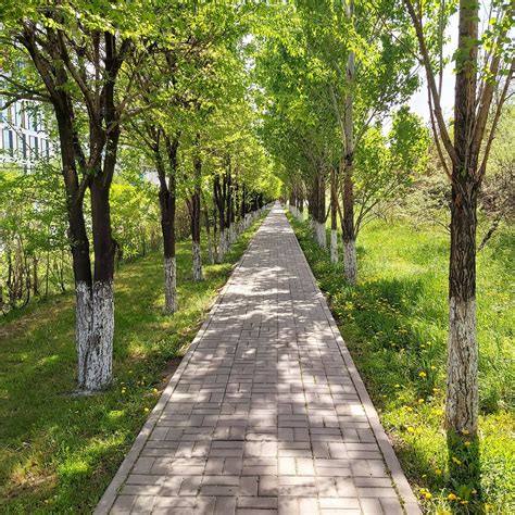 Аллея Деревья Бесплатное фото на Pixabay Pixabay