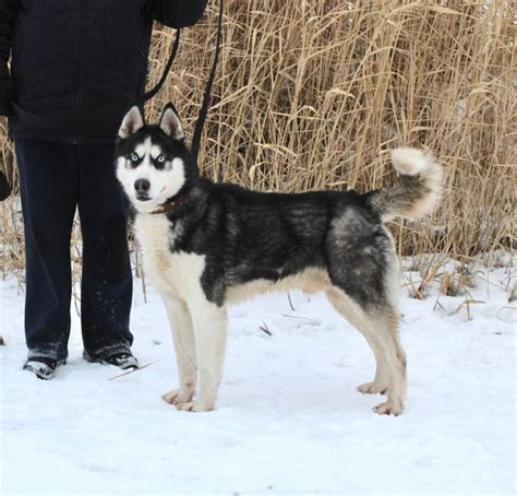 КАШИРА Подмосковье Ищет дом красавец Рич Возраст 6 лет Привит Вес БЕЗДОМНЫЕ ЖИВОТНЫЕ