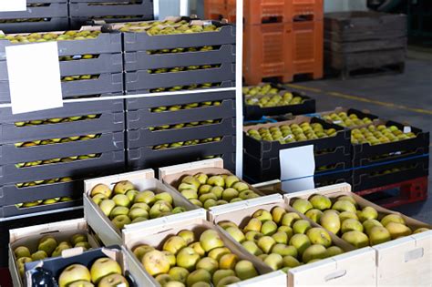 저장 창고에서 갓 수확 한 잘 익은 사과와 과일 상자의 스택 음식에 대한 스톡 사진 및 기타 이미지 음식 0명 건축물 Istock