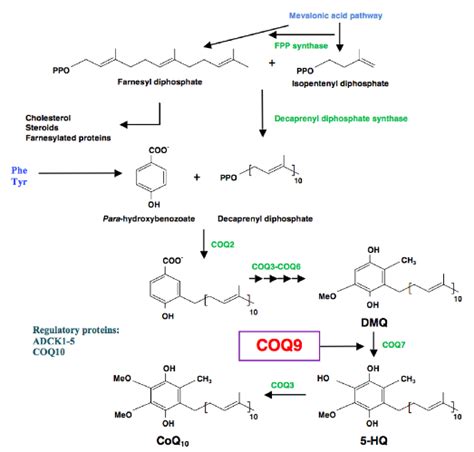Coenzyme Q10 Deficiency Linked To Rare Mitochondrial Disease Found