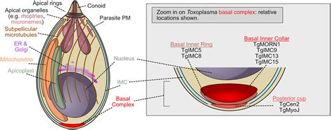 Apicomplexans Plasmodium