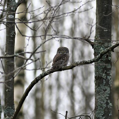 Воробьиный сычик Пикабу
