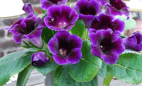 Комнатные цветы фиолетовые 60 фото