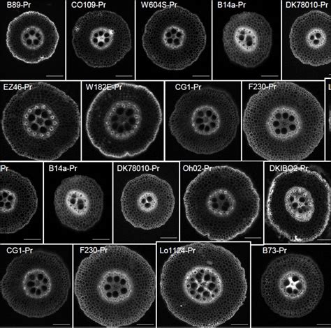 Natural Variation Of Maize Root Hydraulic Architecture Underlies Highly