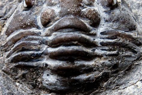 A Guide To Fossil Meaning Properties And Everyday Uses Hawkhouse