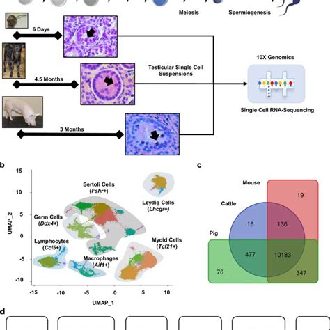 Generation Of A Multispecies Integrated Testicular Single Cell Download Scientific Diagram