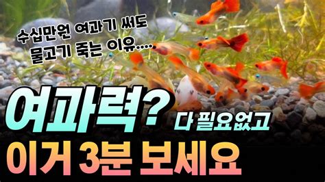 어항의 여과력을 결정하는 요소는 딱 이거 2개예요 여과기 스펙이 아니라니까요 베타 구피 물고기키우기 금붕어 Youtube