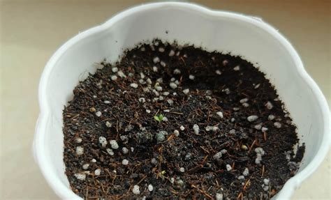 薄荷种子需要多长时间才能发芽 薄荷种子发芽时间 花卉百科 绿宝园林网