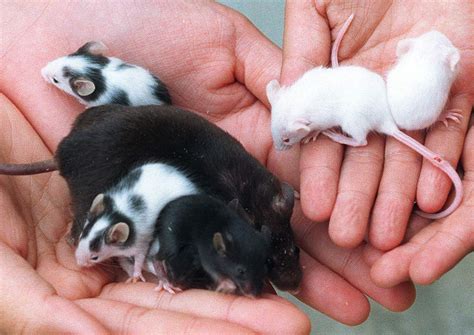 Of Mice And Men Scientists Produce Babies From Same Sex Mice Pairs Health News AsiaOne