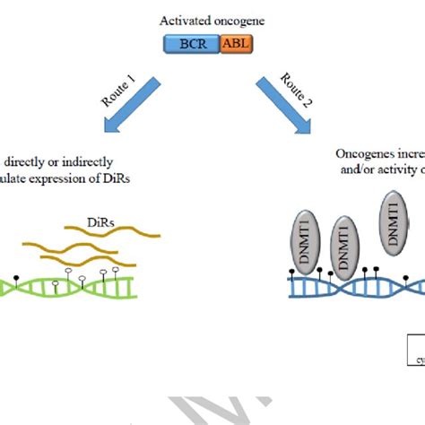 Independent Routes To Dna Aberrant Methylation Following Oncogene