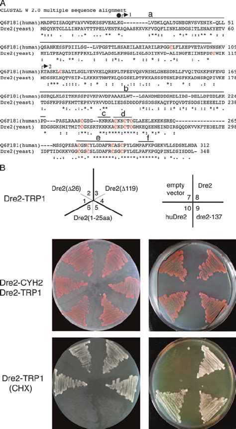 sequence alignment and shuffle strain complementation a alignment of