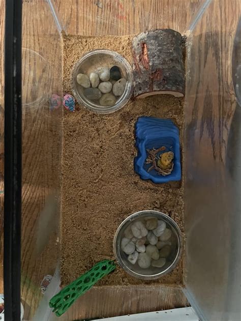 Unexpected Hermit Crab Rescue Need Help Rhermitcrabs
