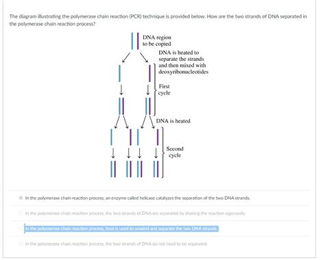 Solved The Diagram Illustrating The Polymerase Chain Chegg