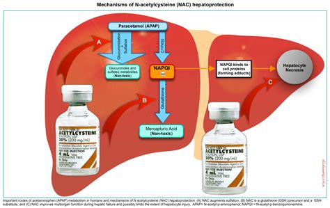 Acetaminophen Paracetamol Poisoning Recapem