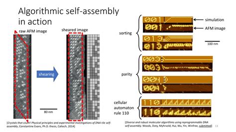 Ppt Algorithmic Self Assembly With Dna Tiles Powerpoint Presentation