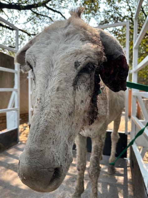 Animal Treatment Fund Globalgiving