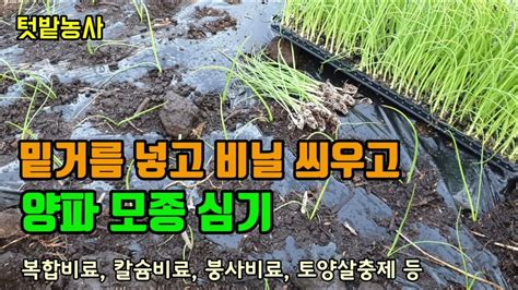 텃밭농사 양파 밑거름으로 유기농퇴비 복합비료 칼슘과 붕사비료등을 넣고 양파밭을 만들고 양파모종 심고 물주기 양파심는방법 양파심는