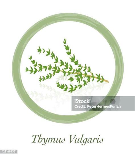 백리향 흉부 벌가리스 요리 허브 로고 흰색 배경에 고립 된 벡터 일러스트 건강관리와 의술에 대한 스톡 벡터 아트 및 기타 이미지