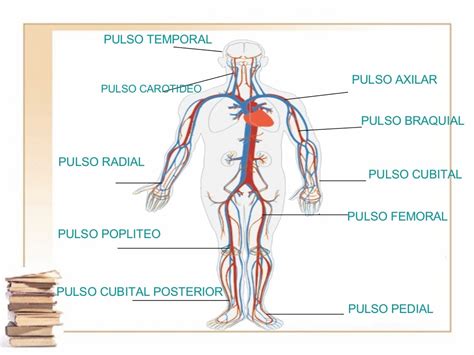 Signos Vitales Del Cuerpo Humano Signos Vitales Los Signos Vitales