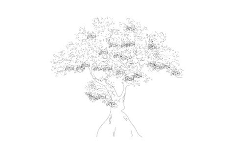 Tree Elevation Free Cads