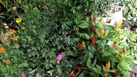 বিভিন্ন ধরনের ফুল গাছের দাম Flower Tree Price In Bangladesh Youtube