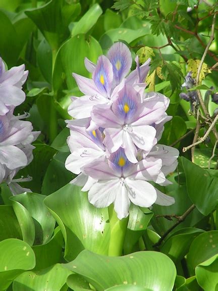 Водный гиацинт купить, эйхорния крассипес, водяной гиацинт купить ...